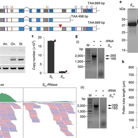 Classification Of Self Incompatibility Download Scientific Diagram