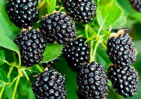 Купить саженцы ягодных кустарников из питомника "КСП" – доставка почтой ...