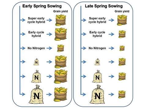 Nitrogen Use Efficiency And Grain Yield Of Corn Hybrids As Affected By