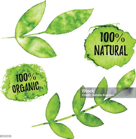 100 천연 유기농 천연 제품 생태 자연 디자인 벡터 그린 수채화 잎 자연 유기 바이오 에코 라벨 흰색 바탕에 모양 손으로 그린