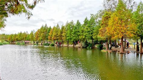 桃園市大溪區 月眉人工濕地 落羽松大道 三百多棵的水生落羽松，已由綠轉紅了，樹影倒映在水中，色彩繽紛，美不勝收有如仙境。 Youtube