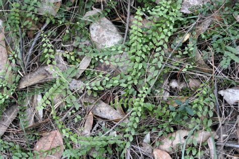 Asplenium Flabellifolium Nb Plant Areas