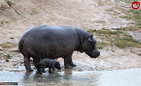 تصاویر حمله گروهی به بچه اسب آبی