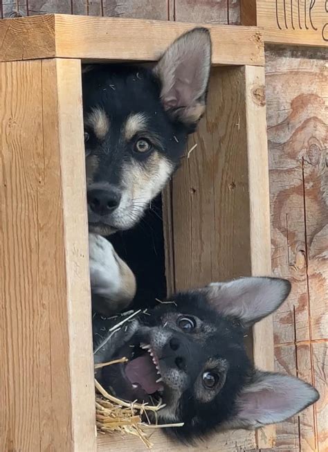 Sibling Shenanigans Scrolller Sibling Shenanigans Scrolller