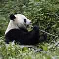 Große Pandas im WWF Artenlexikon Zahlen Fakten
