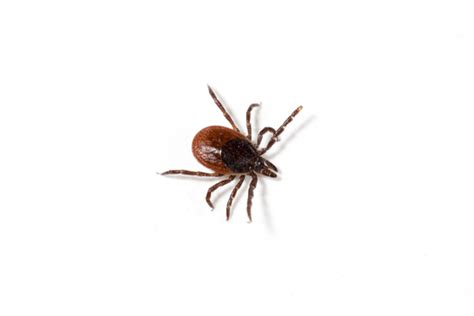How To Get Rid Of Ticks In Your Home And Garden Yates Australia