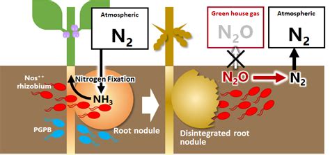 Soybean Cultivation System With Low Environmental Impact Via Symbiosis With Rhizobia That