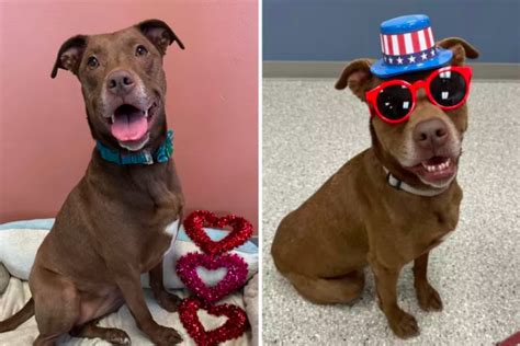 Dog Who Spent 824 Days In Shelter Finds Forever Home And Smiles Again