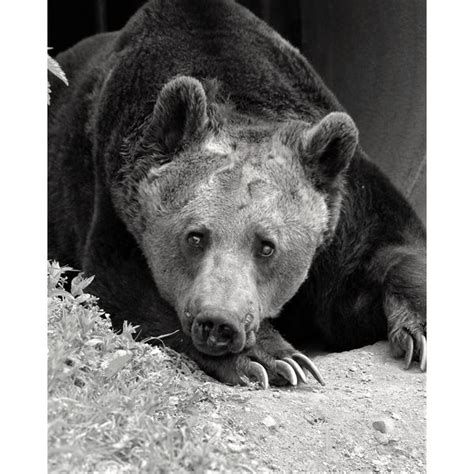 Почина мечокът Добри от парка край Белица