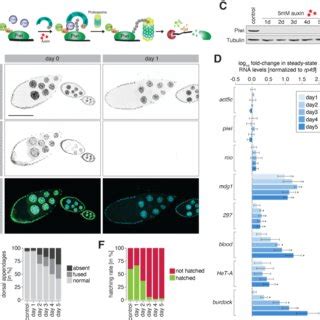 Degradation Of Piwi Protein In Ovaries Resembles Mutant Phenotypes A