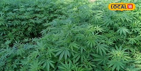 औषधीय गुणों से भरपूर होता है यह पौधा दर्द निवारक होने के साथ कई