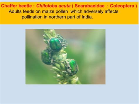 Insect Pests Of Maize Wheat And Ragi 1 Ppt Agriculture Industries