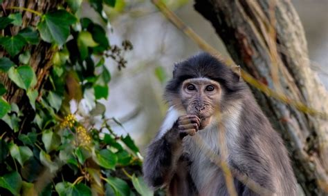 Grey Cheeked Mangabey In Nyungwe Primate Behavior