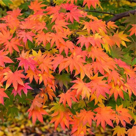 Acer Palmatum Japanese Maple Large 7ft 8ft Tree • Plantshopper