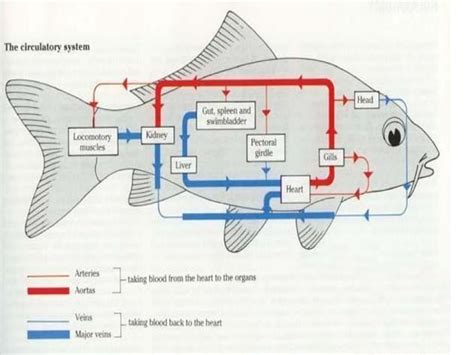 Chapt 10 Bony Fishes Ppt