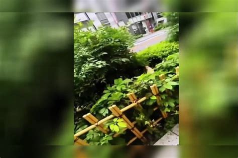 穿裙子小姐姐，突然两脚朝天跌入路边绿化丛，闺蜜笑出鹅叫声绿化叫声裙子
