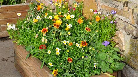 Que planter dans ses jardinières dété M6 Deco fr