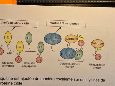 Synthèse des protéines BROZ Flashcards Quizlet