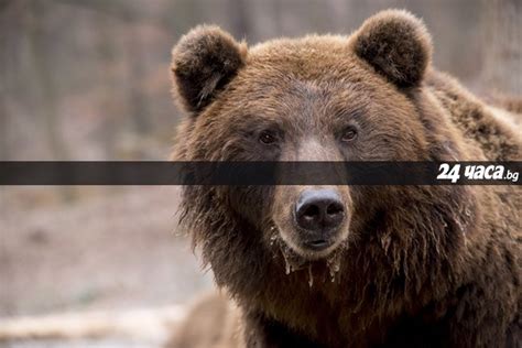 Как се доказва дали Баба Меца е обърнала кошери