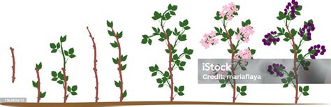 흰색 배경에 고립 된 블랙 베리 식물의 2 년 수명 주기 프로파굴 에서 잘 익은 열매의 수확으로 스크럽하는 성장 단계 0명에 대한 스톡 벡터 아트 및 기타 이미지 Istock