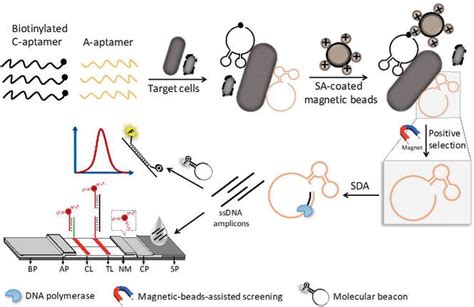 Strand Displacement Amplification For Multiplex Detection Of Nucleic