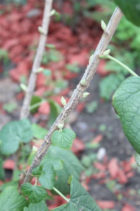 Caring For Raspberry Bushes Summer Bearer Variety