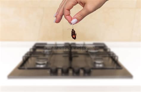 Hand Holding Dead Cockroach In The Kitchen With Stove Background