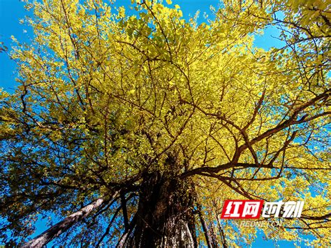 湖南东安银杏染初冬组图 县市区 永州站 红网
