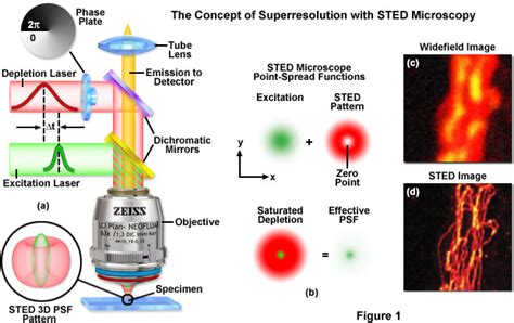Zeiss Microscopy Online Campus Interactive Tutorials The Sted Concept
