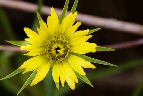 Close Up Of Yellow Goatsbeard Tragopogon Dubius By The Drop