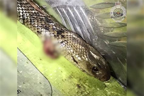 Australian Man Kills Snake While Driving Pulled Over Speeding To Hospital