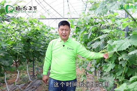 阳光玫瑰健康优质高效栽培技术 凤凰网视频 凤凰网
