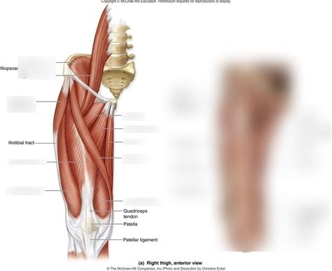 Lower Muscles Of Appendicular Skeleton Diagram Quizlet