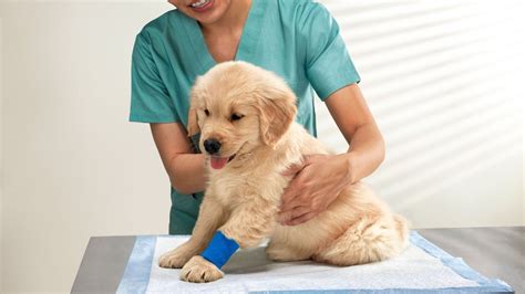 Elanco Announces Breakthrough Treatment For Deadly Canine Parvovirus