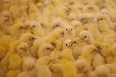 Australia Announces New Animal Welfare Standards For Poultry Poultry