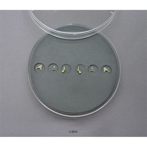 Ear Ossicles Model Set Health And Care