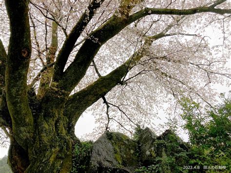 いわき市総合観光案内所 On Twitter いわき市桜情報2023 田人の石割桜🌸満開～散り始め（4月8日現在） いわきの山間部に桜