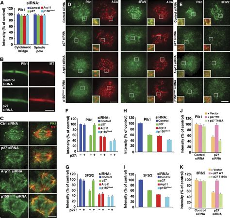 Analysis Of Plk1 Localization To Mitotic Structures In Cells Depleted Download Scientific