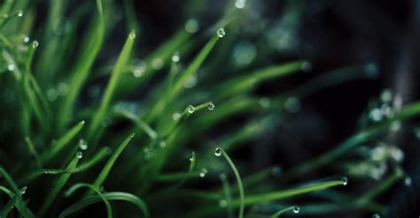 Can New Grass Go Two Days Without Water