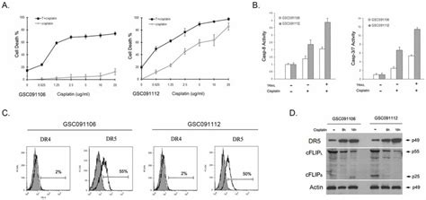 Cisplatin Synergistic Effects On Trail Induced Apoptosis A Cell