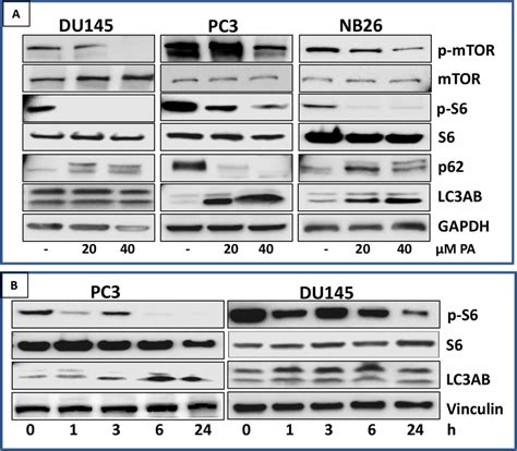Pa Inhibits Mtor Signaling And Induces Autophagy In Prostate Cancer