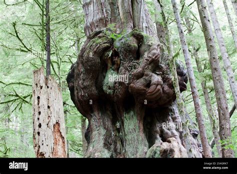 A Large Burl On A Tree Stock Photo Alamy