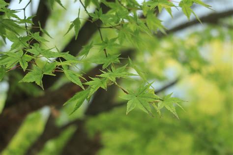 植物 叶 夏季 Pixabay上的免费照片 Pixabay