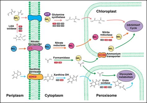 C Reinhardtii Was Subjected To Nitrogen Deplete Or Replete Conditions