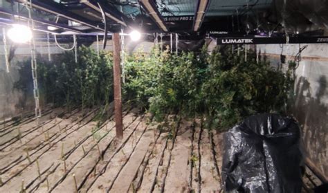 Разкриха оранжерия за отглеждане на марихуана в авренското село Садово Информационна агенция ПИК