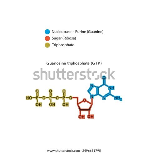 Guanosine Triphosphate Gtp Skeletal Structure Schematic Stock Vector