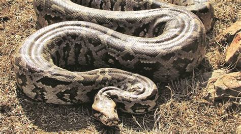 Gujarat Video Of Four People Setting Python On Fire Goes Viral Forest