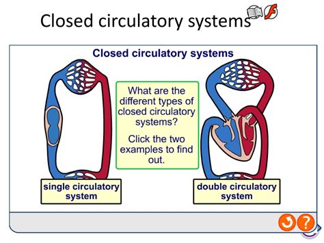 Closed Circulatory System Definition Types Examples V