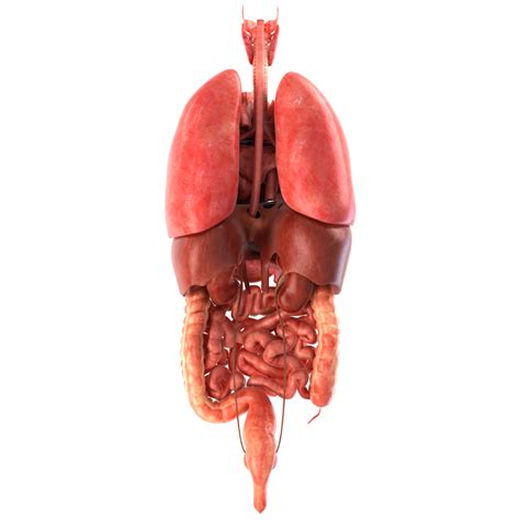 3d Realistic Human Internal Organs Model