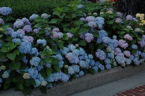 Гортензия крупнолистная Nikko Blue